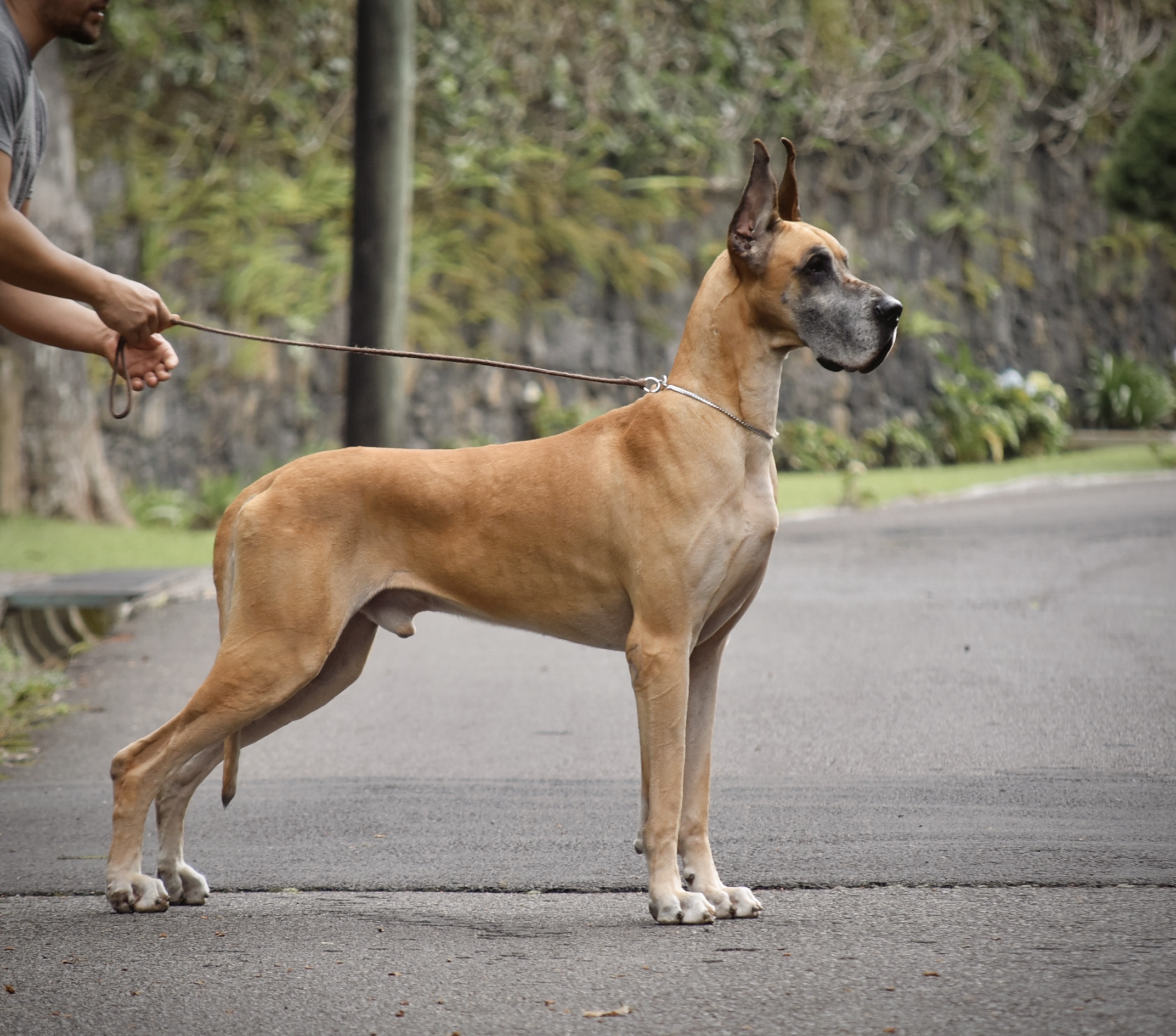 Selmalda Great Danes | Breeding Plans
